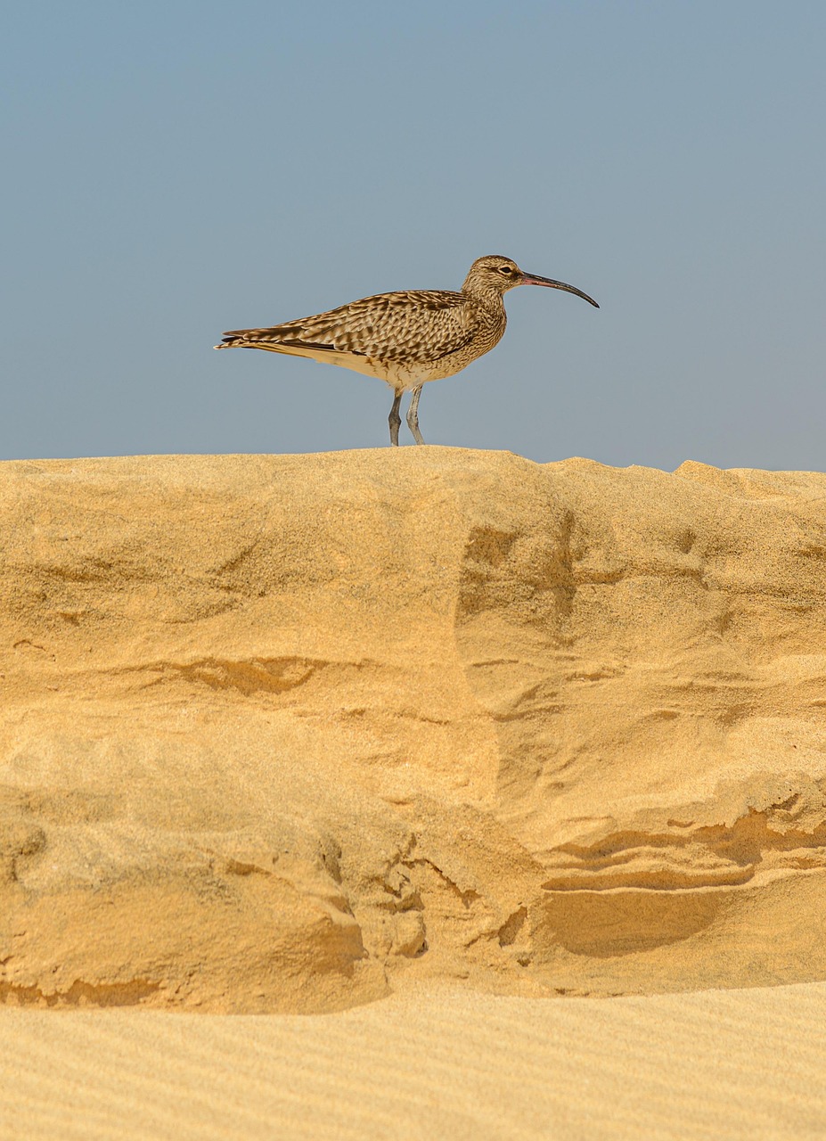 80+ Free Curlew & Bird Photos - Pixabay