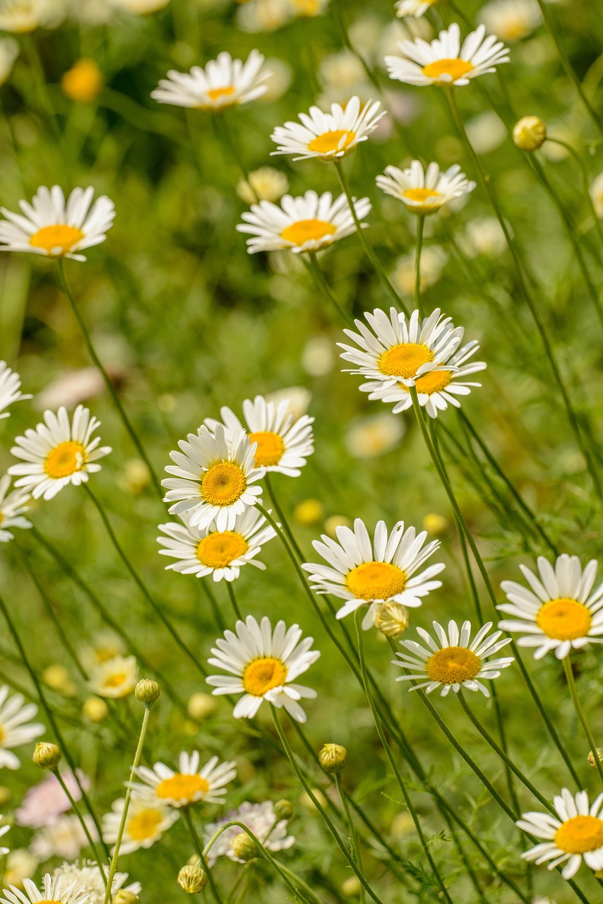 Daisies Flowers Meadow - Free photo on Pixabay - Pixabay