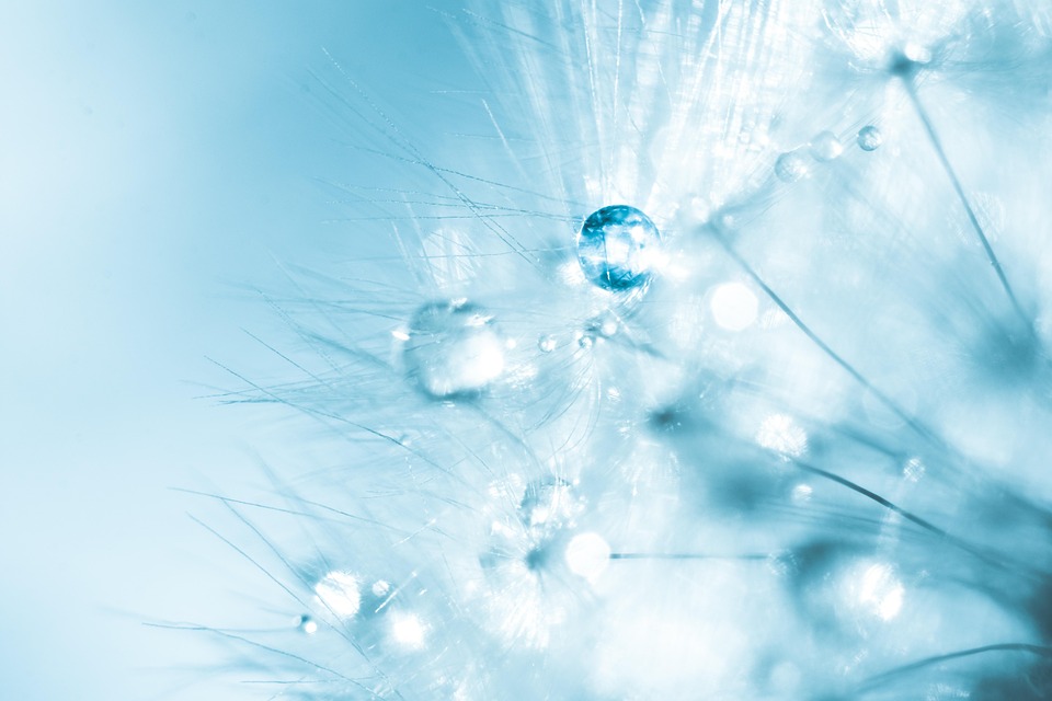 Dandelion Abstract Seeds - Free photo on Pixabay