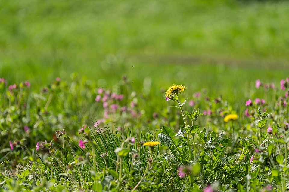 La Nature Prairie Le Printemps - Photo gratuite sur Pixabay - Pixabay
