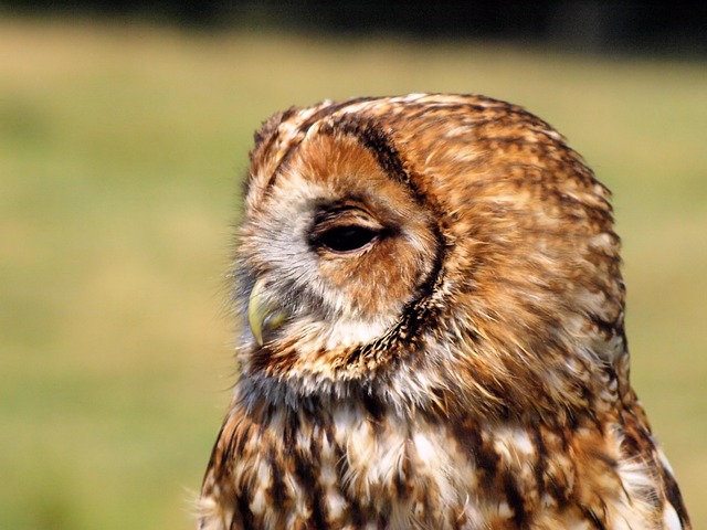 20,000+ Free Owl Face & Owl Images - Pixabay