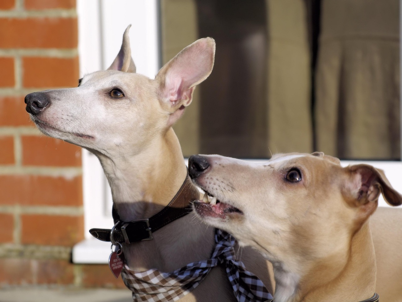 Dogs Whippets Canine - Free photo on Pixabay