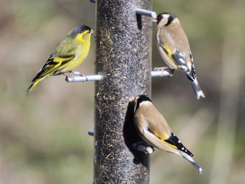 Songbirds Feeding Garden - Free photo on Pixabay