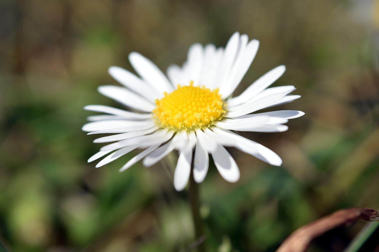 Bunga Aster Padang Rumput - Foto gratis di Pixabay - Pixabay