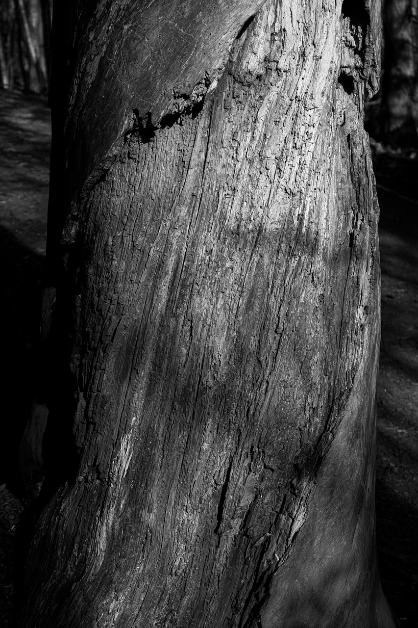 Madera Podrida Decaer Podrido - Foto gratis en Pixabay - Pixabay