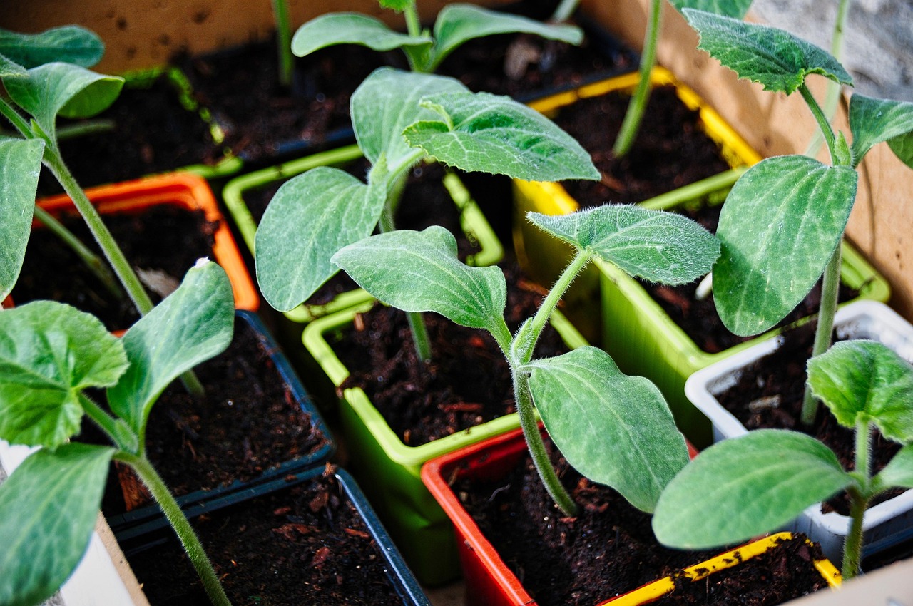 30,000+ Free All Types Of Vegetables & Vegetable Garden Photos - Pixabay