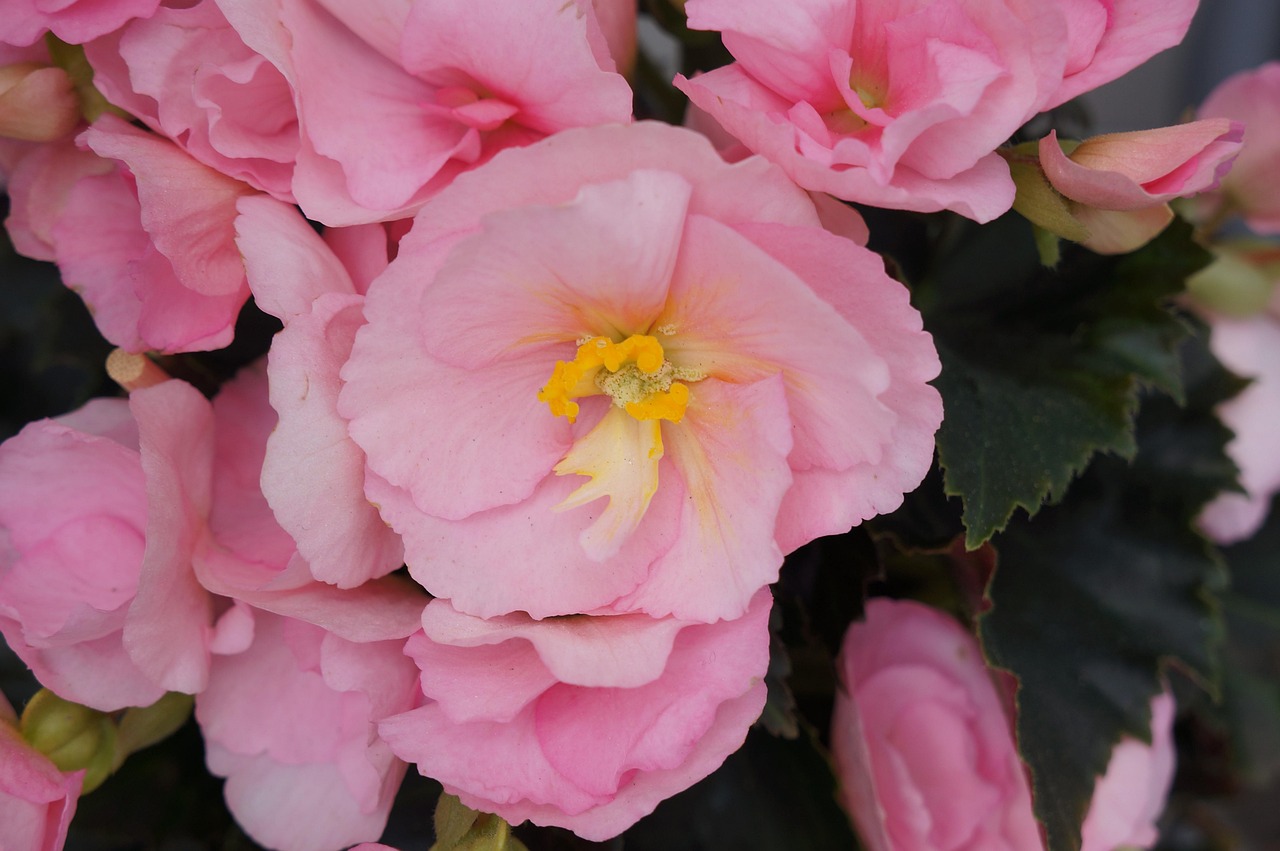 Begonia X Tuberhybrida Houseplant - Free photo on Pixabay - Pixabay