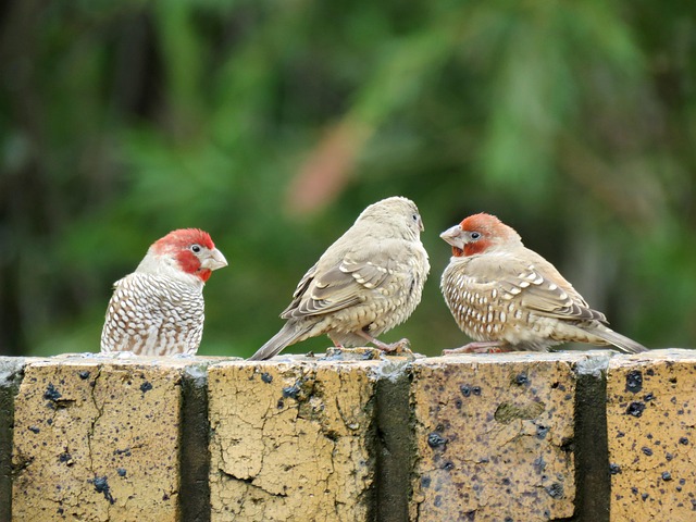 Des Oiseaux Bouvreuil Pinson À - Photo gratuite sur Pixabay