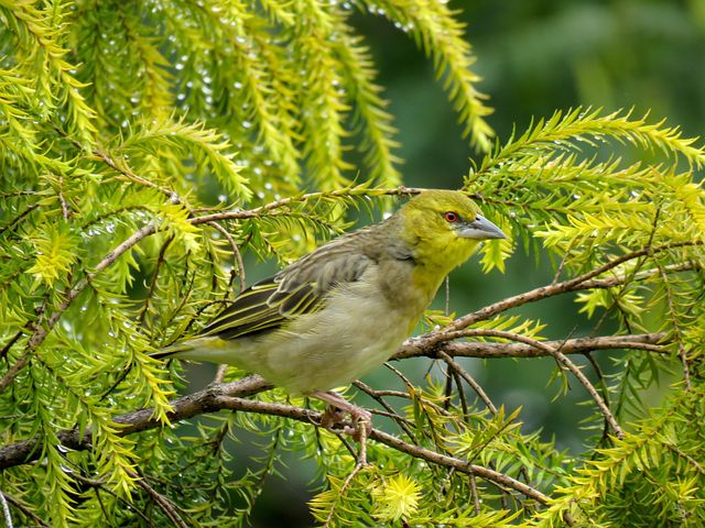 80+ Free Weaver Bird & Bird Images