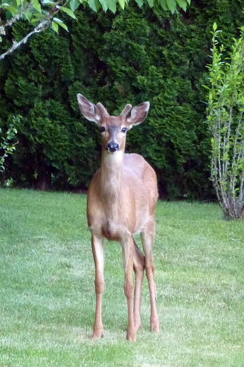Deer Nature Wildlife - Free photo on Pixabay