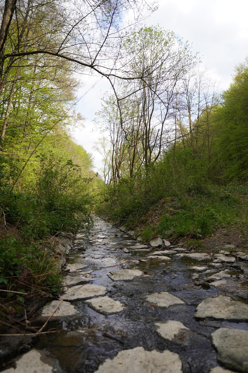 Bosque Naturaleza Árboles El - Foto gratis en Pixabay - Pixabay