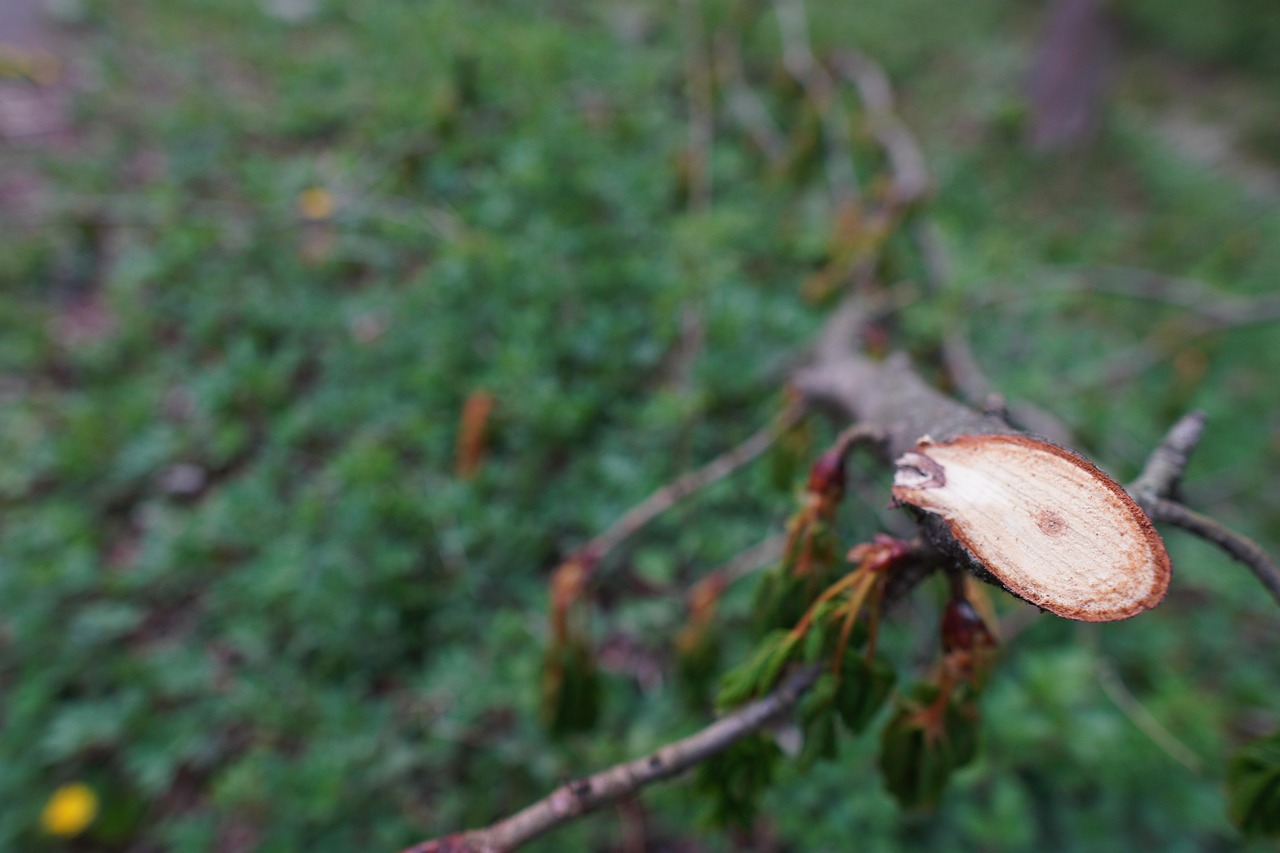 80+ Free 転ぶ & Fall Down Photos - Pixabay