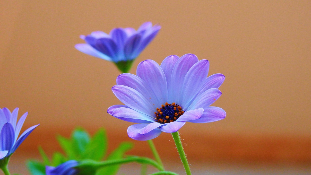 Fleurs Violet Belle - Photo gratuite sur Pixabay - Pixabay