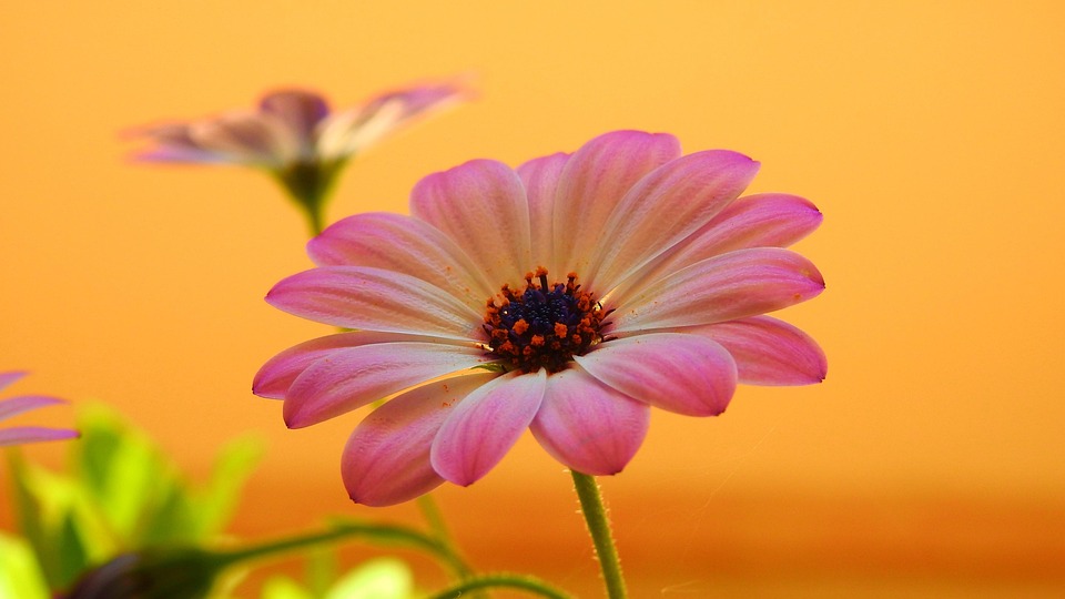 花 色调 黄色 - Pixabay上的免费照片 - Pixabay