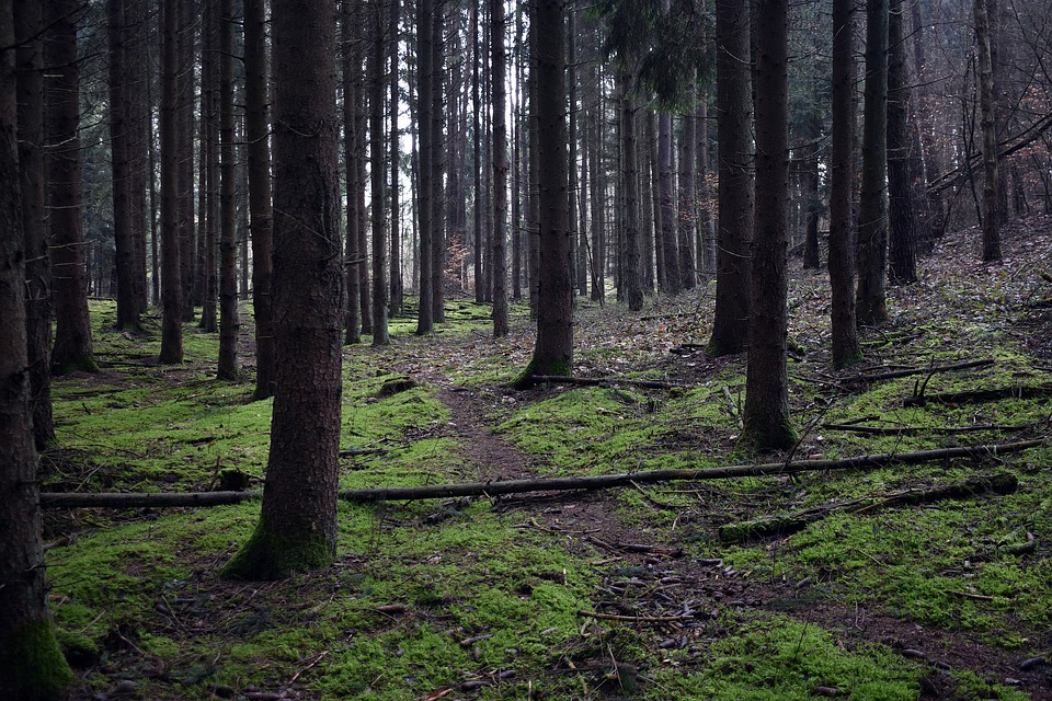 Nature Skog Ner - Gratis foto på Pixabay - Pixabay