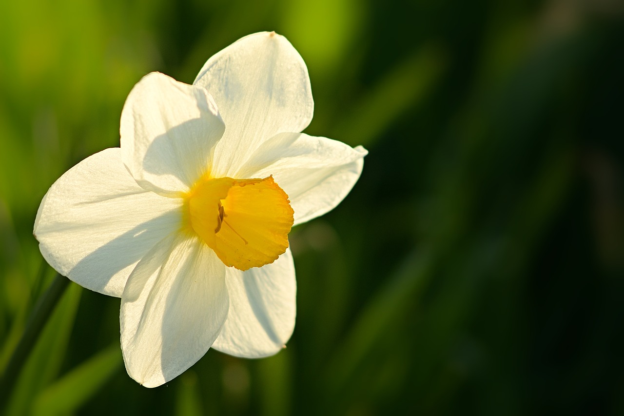 Garden Daffodil Spring - Free photo on Pixabay - Pixabay