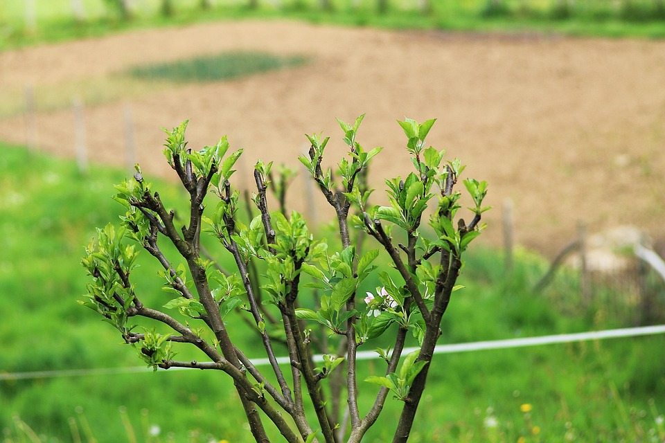 Arbol Verde Natureza - Foto gratuita no Pixabay - Pixabay