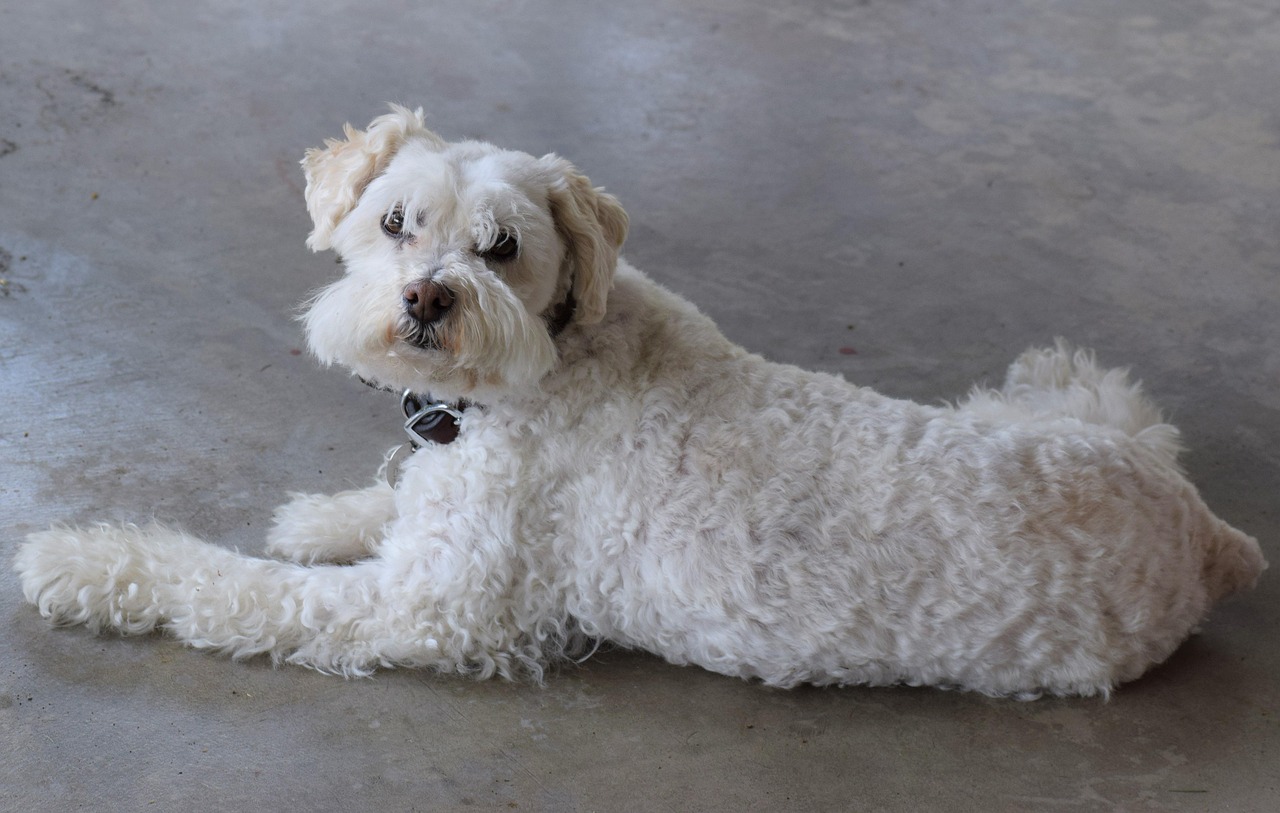 30.000+ Gambar White Poodle & Anjing Gratis - Pixabay