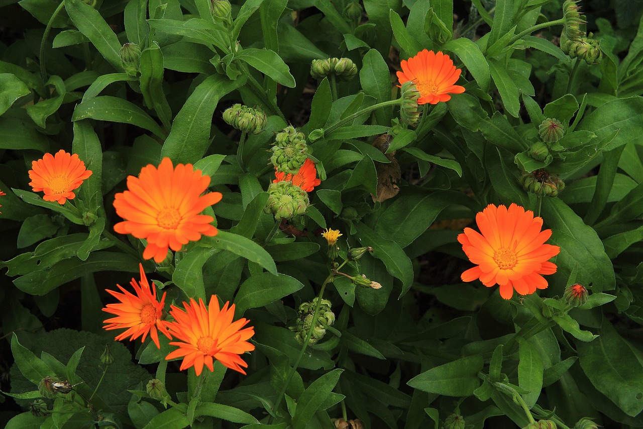 Vert Orange Nature - Photo gratuite sur Pixabay - Pixabay