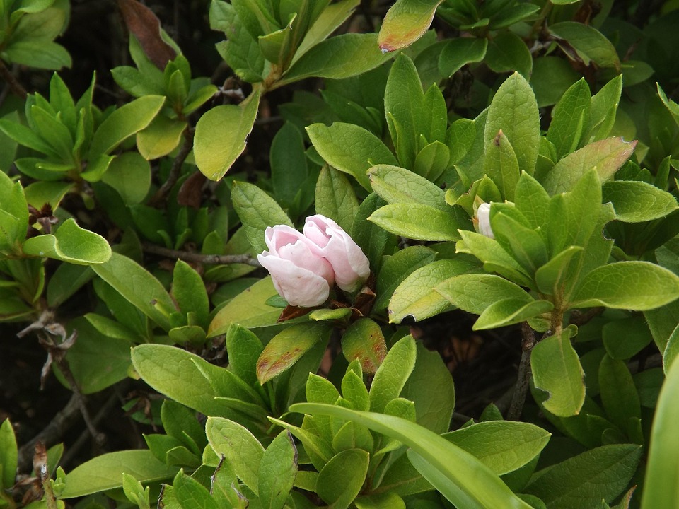 Flor Verde O Broto - Foto gratuita no Pixabay - Pixabay
