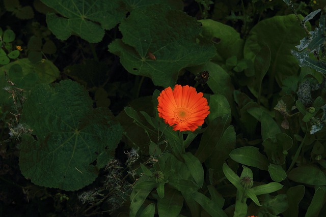 Vert Orange Nature - Photo gratuite sur Pixabay - Pixabay