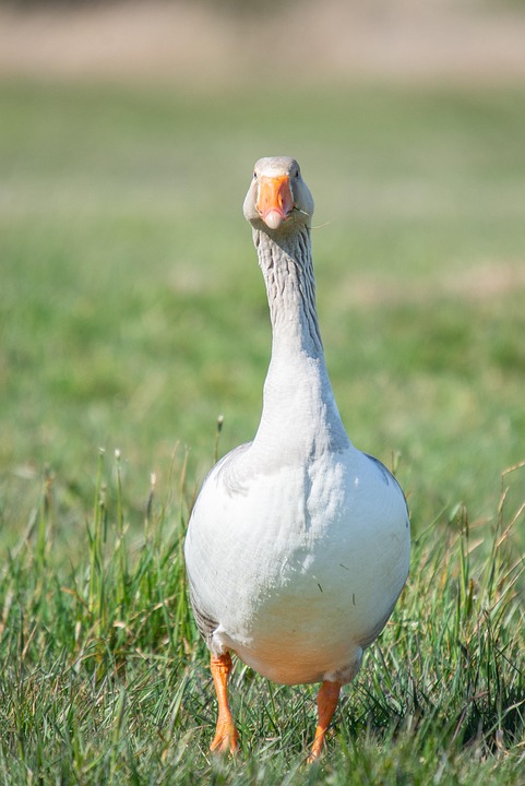 Goose Nosy Portrait - Free photo on Pixabay - Pixabay