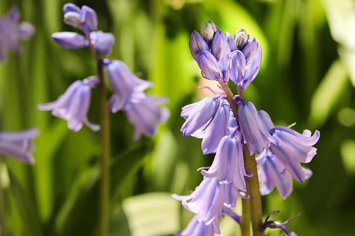 500+ Free Blue Bells & Blue Photos - Pixabay