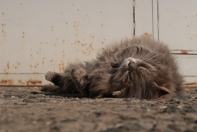 Relax Cat Sleep - Free photo on Pixabay - Pixabay