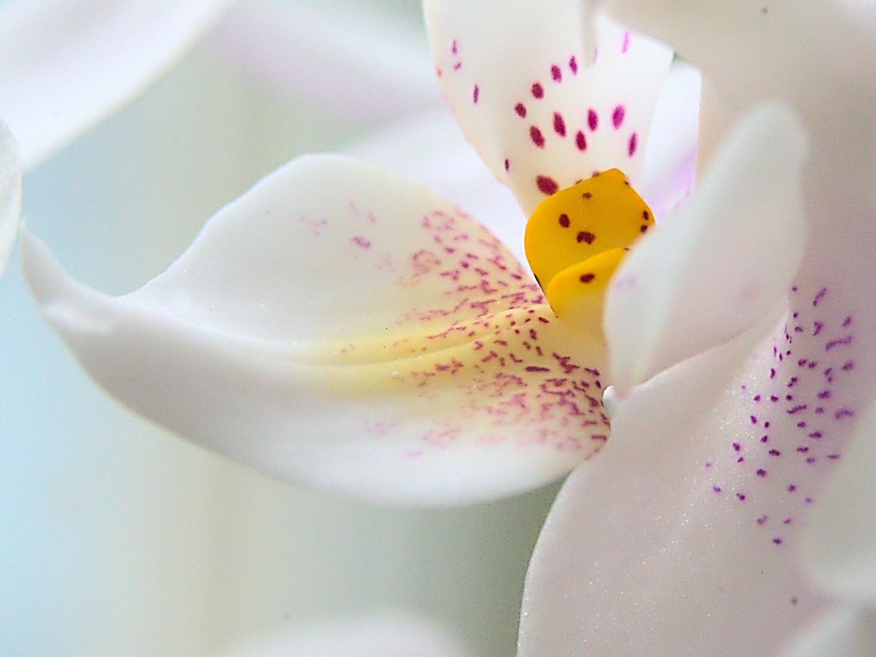Orchidée Pétale Fleur - Photo gratuite sur Pixabay - Pixabay