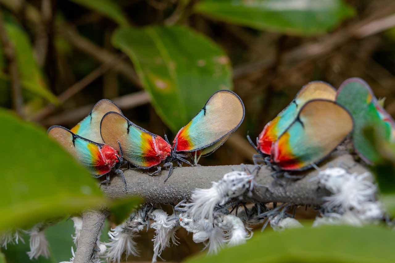 70+ Free Silkworm & Silk Images - Pixabay