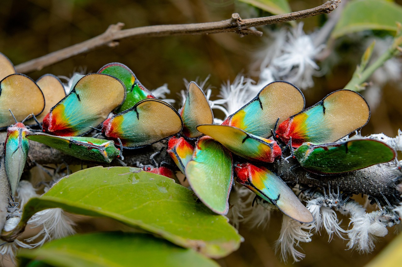 70+ Free Silkworm & Silk Images - Pixabay