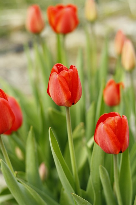 Red Tulip Spring Flowers - Free photo on Pixabay