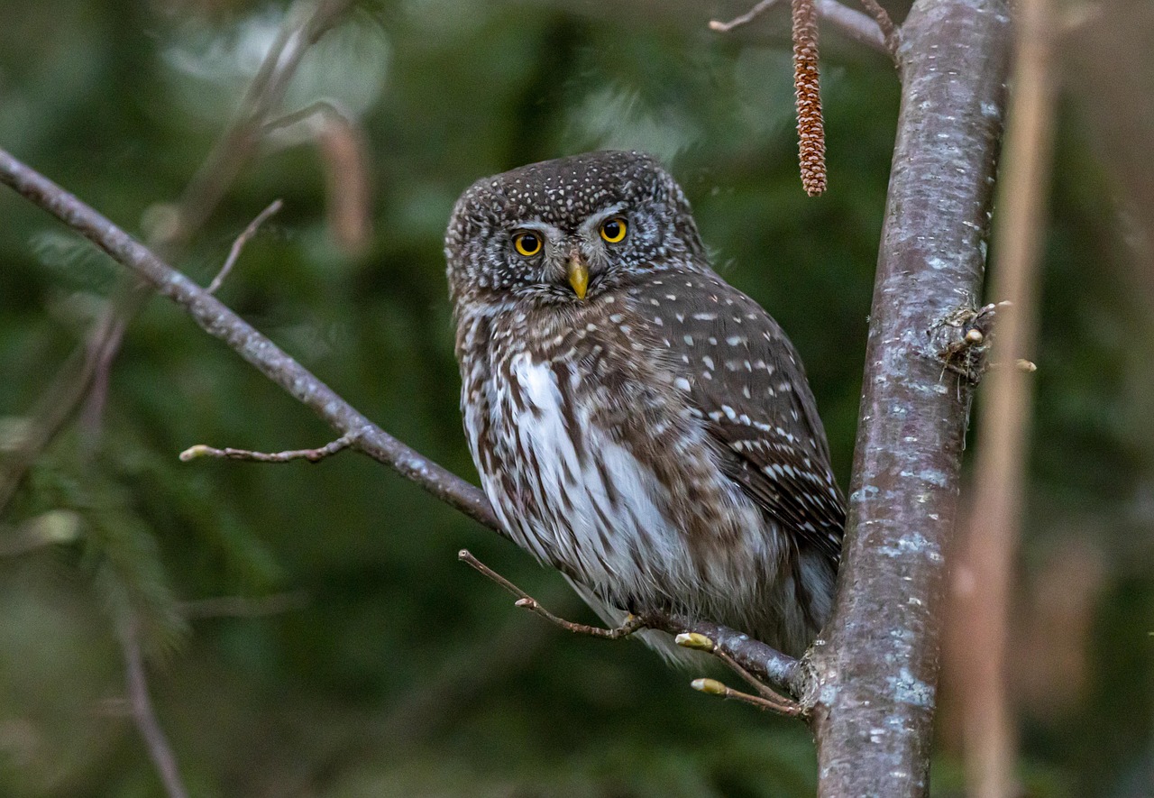 Eurasian Pygmy Owl Glaucidium - Free photo on Pixabay - Pixabay