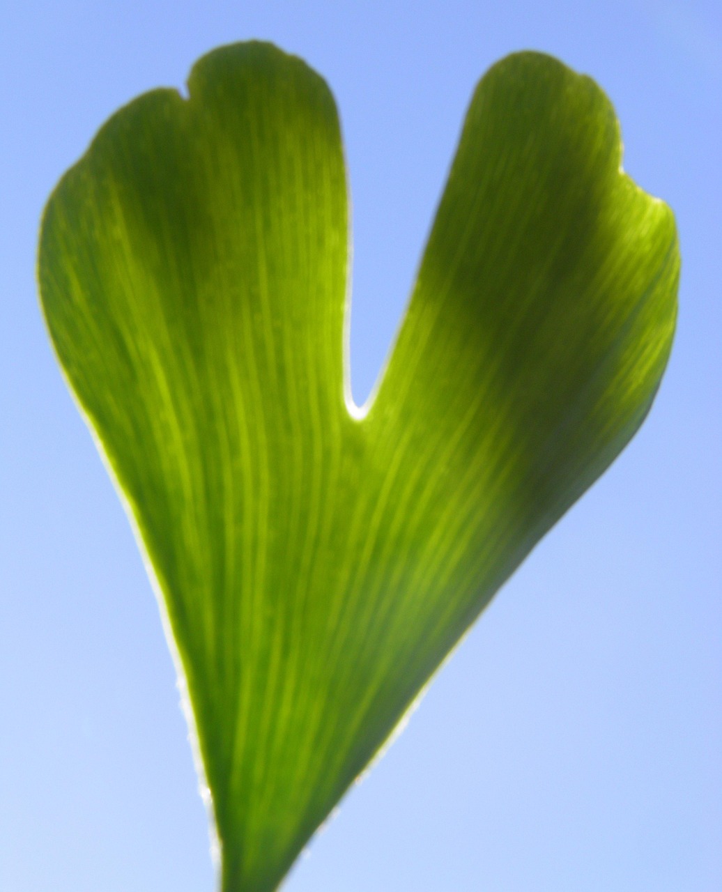 Ginko Leaf Plant - Free photo on Pixabay - Pixabay