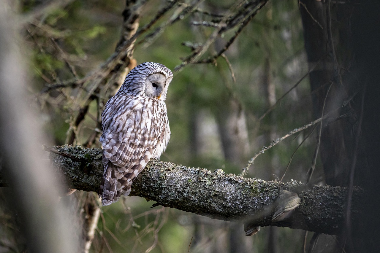 Ural Owl Strix Uralensis Bird - Free photo on Pixabay - Pixabay