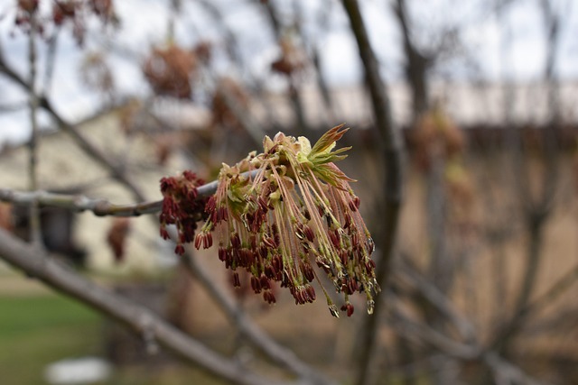 Le Printemps Bourgeon Fleurs - Photo gratuite sur Pixabay - Pixabay