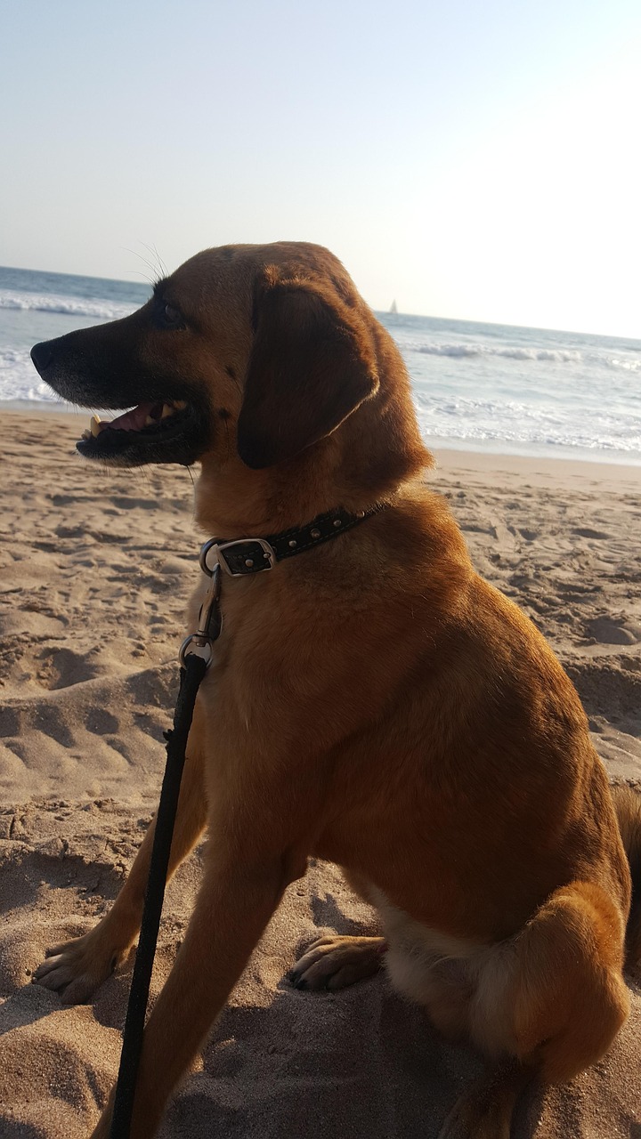 Cane Animale Cucciolo - Foto gratis su Pixabay - Pixabay