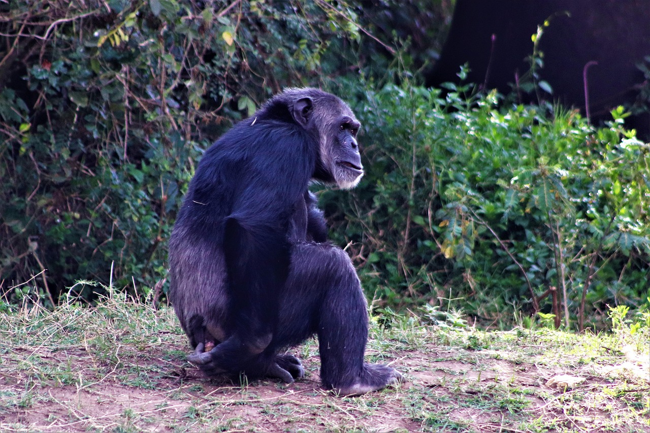 100+ Free Chimp & Chimpanzee Images - Pixabay