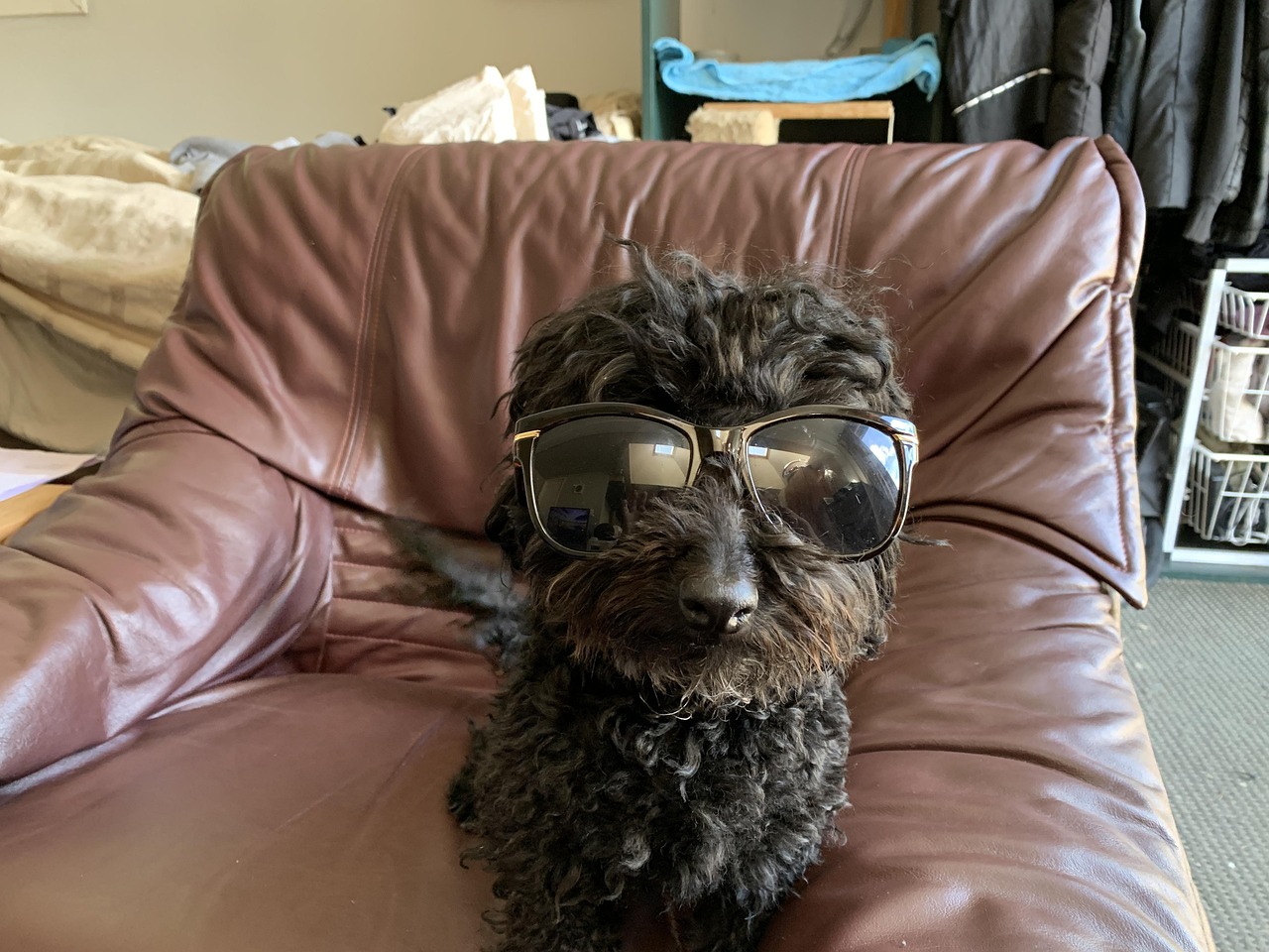 Cool Coolest Dog - Free photo on Pixabay - Pixabay
