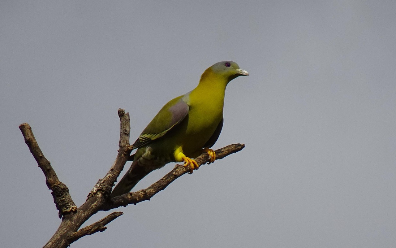Burung Merpati Yfgp Berkaki - Foto gratis di Pixabay - Pixabay