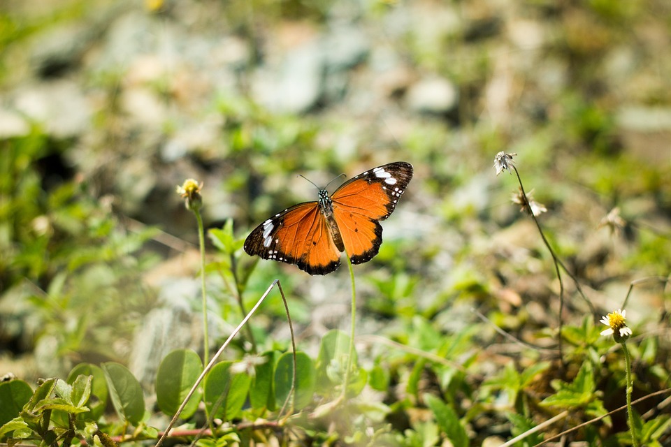 Butterfly Summer Nature - Free photo on Pixabay