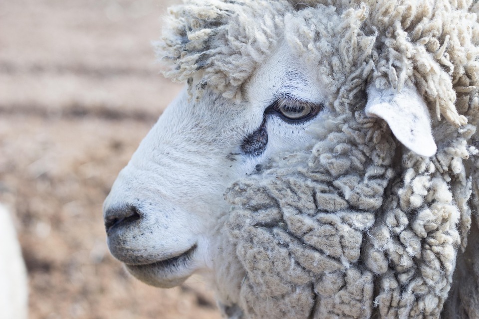 Animal Le Mouton Laine - Photo gratuite sur Pixabay - Pixabay