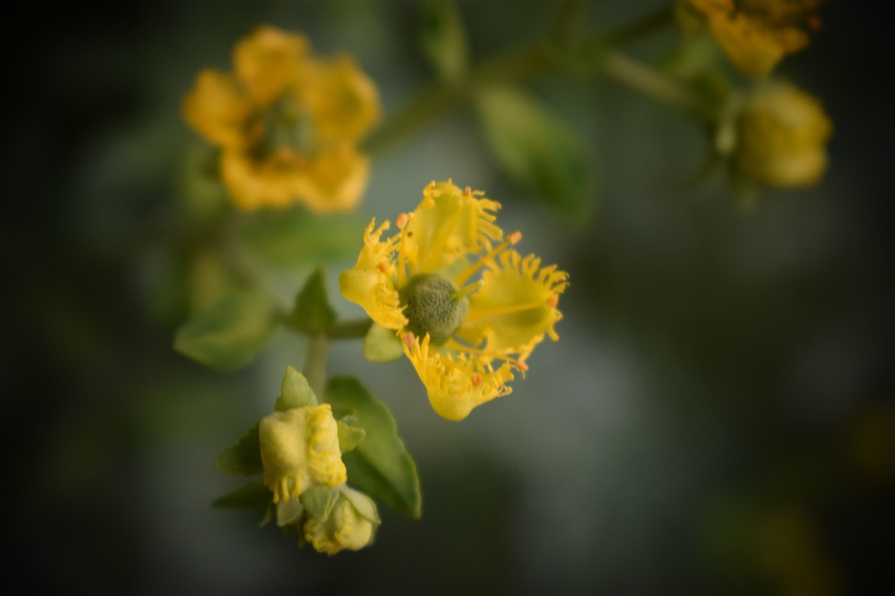 60,000+ Free Chilli Flowers & Nature Photos - Pixabay