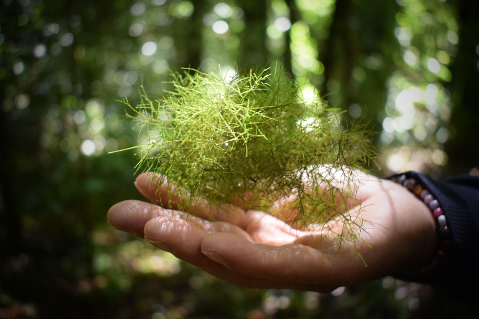 Mugo Verde Pinho - Foto gratuita no Pixabay - Pixabay