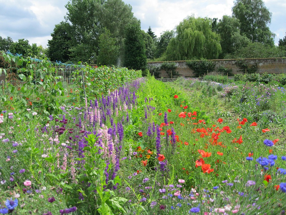 Wilde Blumen Garten Wiese - Kostenloses Foto auf Pixabay - Pixabay