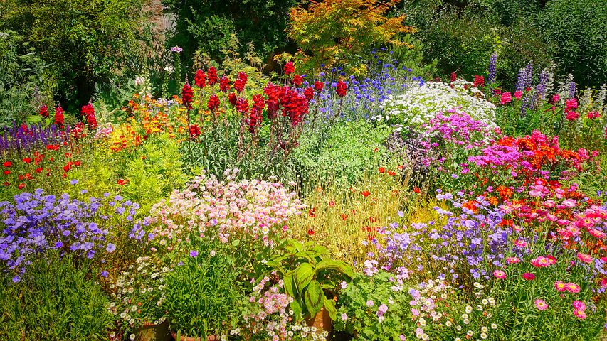 4.000+ kostenlose Wiesenblumen & Blumenwiese Fotos - Pixabay