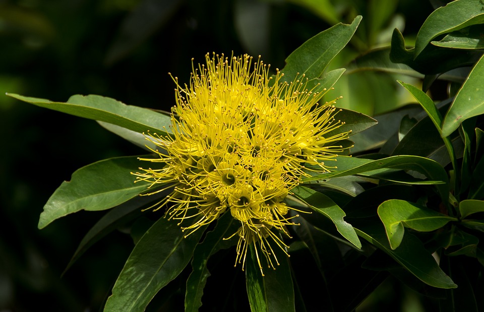 Golden Penda Flower Bloom - Free photo on Pixabay