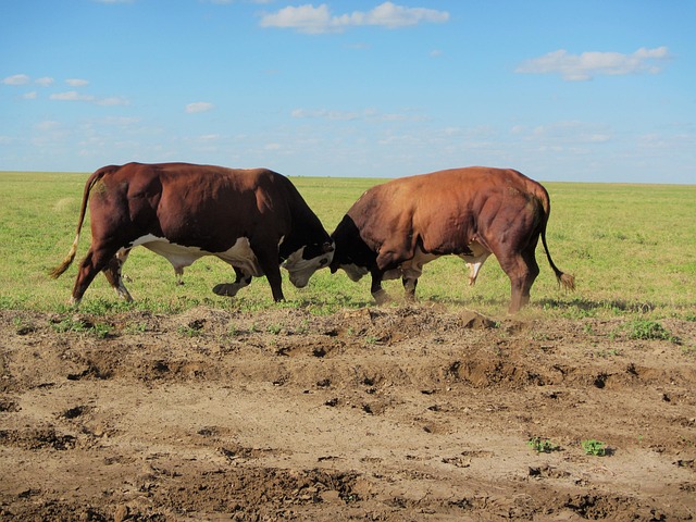 Toros Desacuerdo La Resolución De - Foto gratis en Pixabay - Pixabay