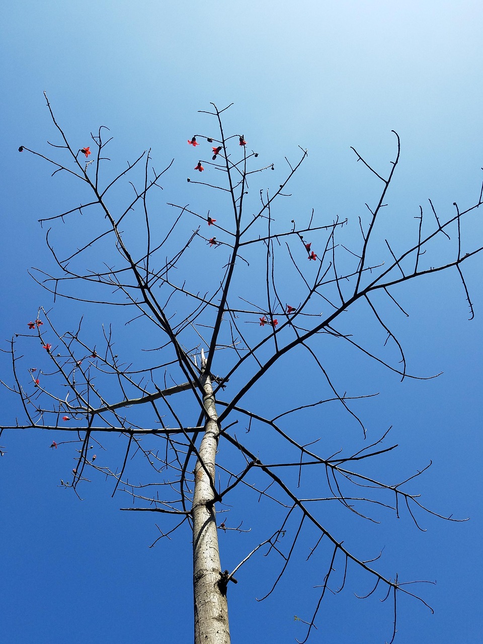 Kapok Branch - Free photo on Pixabay - Pixabay