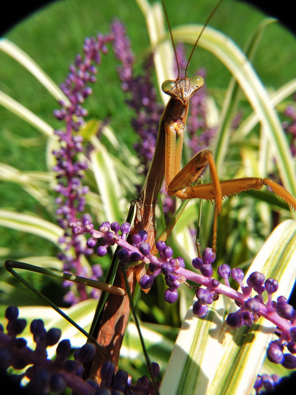 Praying Mantis Portrait Insect - Free photo on Pixabay